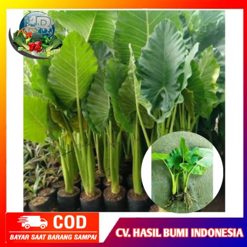 Jual Bibit tanaman talas sente siap tanam per pohon | Shopee Indonesia