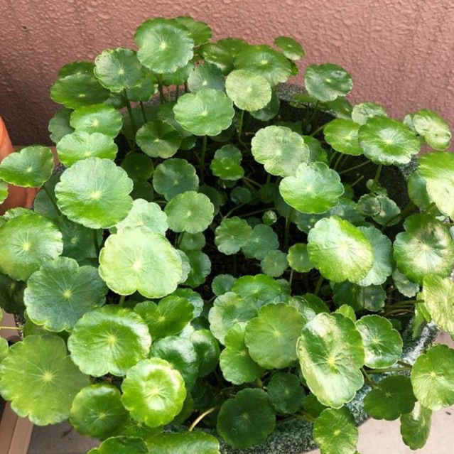 Jual CENTELLA ASIATICA PEGAGAN AQUATIC PLANT TANAMAN AQUASCAPE ...