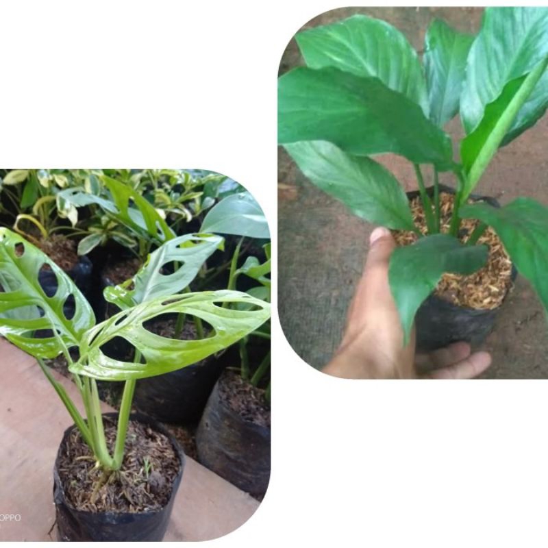 Jual Paket Hemat 2 Tanaman Hias/Pohon Janda Bolong dan Spatuphilum ... Jual Paket Hemat 2 Tanaman Hias/Pohon Janda Bolong dan Spatuphilum ...