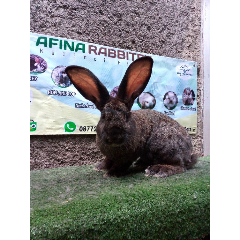 Jual kelinci german giant jantan siap kawin | Shopee Indonesia