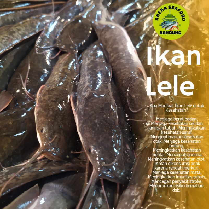 Jual Ikan Lele Segar 500gr | Shopee Indonesia