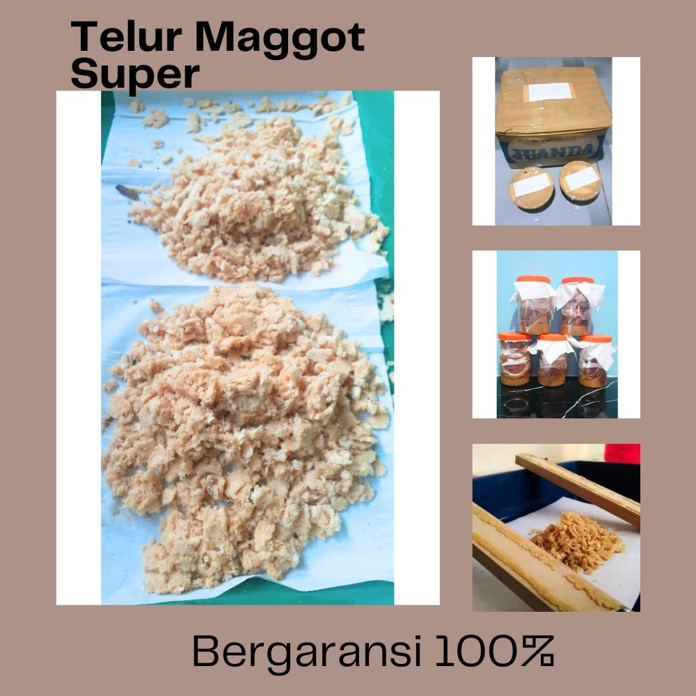 Jual Telur maggot Telur lalat BSF super termurah | Shopee Indonesia
