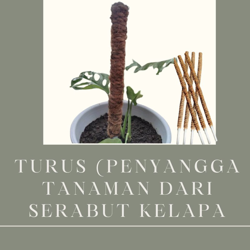 Jual Turus Penyangga Tanaman 25 cm 75 cm dan 100 cm- Penyangga Tanaman ...