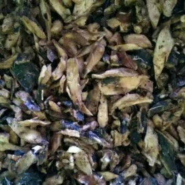 Jual Gatot mentah 5 kg / singkong gatot gaplek 3 Kg / Gatet Singkong ... Jual Gatot mentah 5 kg / singkong gatot gaplek 3 Kg / Gatet Singkong ...