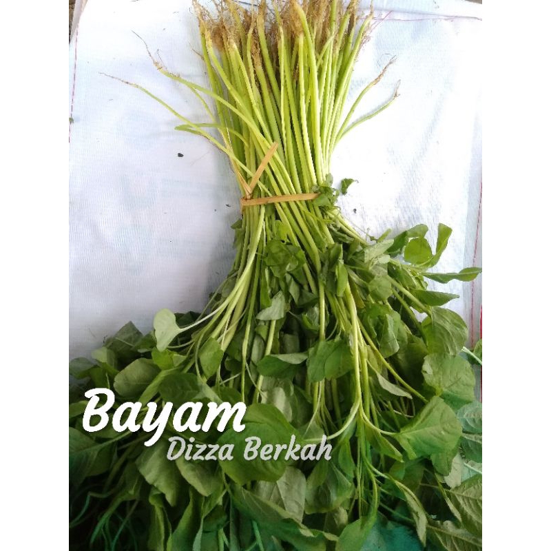 Jual SAYUR BAYAM (BAYEM)/ 1 iket/Fresh/Dizza Berkah | Shopee Indonesia