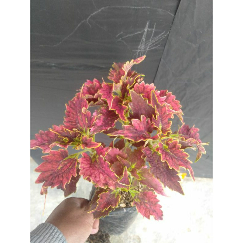Jual Tanaman miana warna merah ati plat kuning | Shopee Indonesia