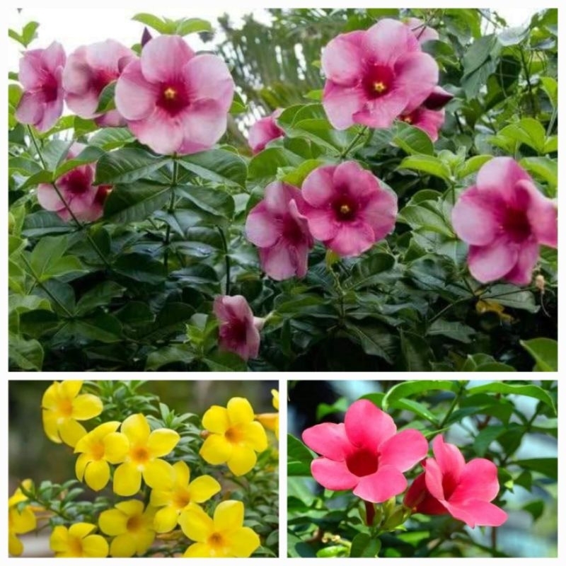 Jual Tanaman Bunga Merambat Alamanda Rimbun Berbunga | Shopee Indonesia