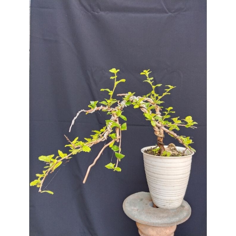 Jual bonsai hokiantea on the rock | Shopee Indonesia Jual bonsai hokiantea on the rock | Shopee Indonesia