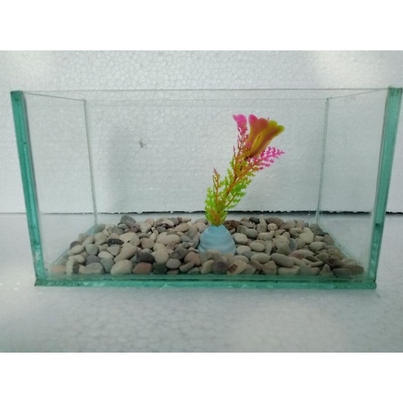 Jual Akuarium mini soliter cupang 20x10x10 lengkap dengan batu hias dan ...