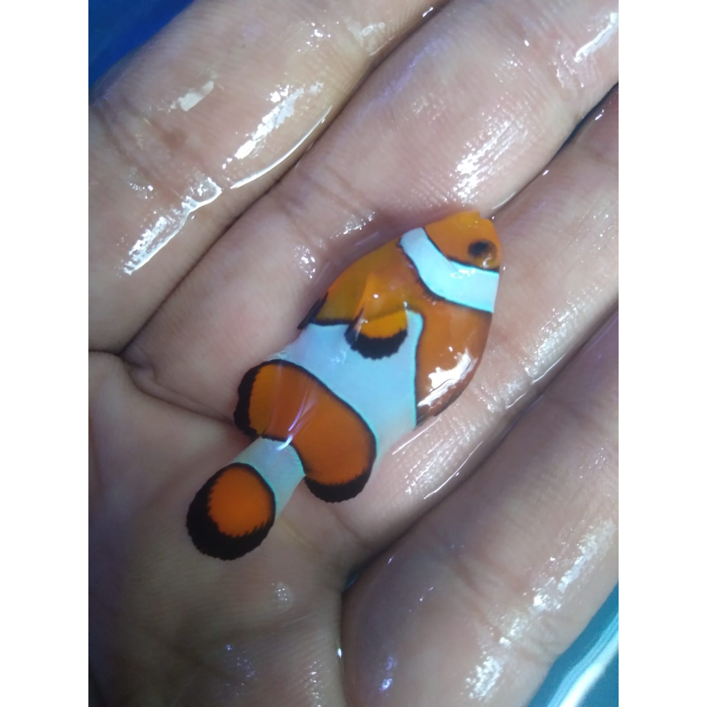 Jual Nemo Size S - Ocellaris Clownfish | Shopee Indonesia