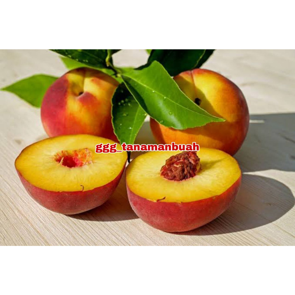 Jual Bibit Buah Persik Super Cepat Berbuah | Shopee Indonesia