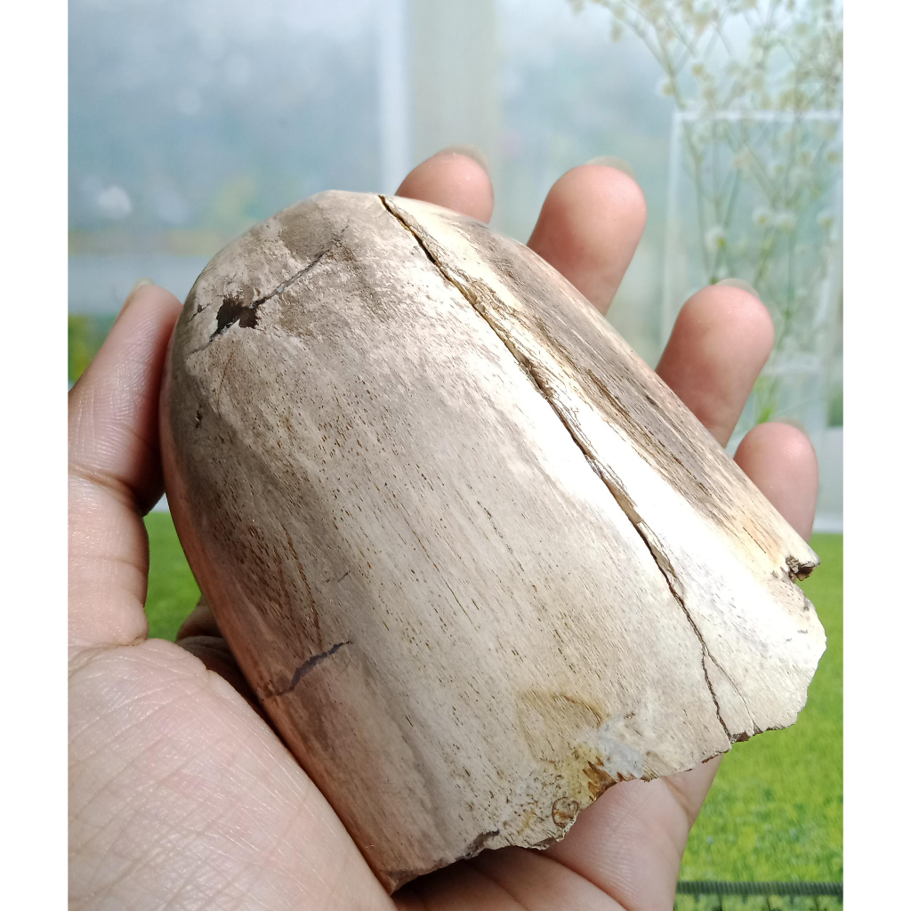 Jual Natural Rough Fossil Kayu (petrified wood) (2) | Shopee Indonesia