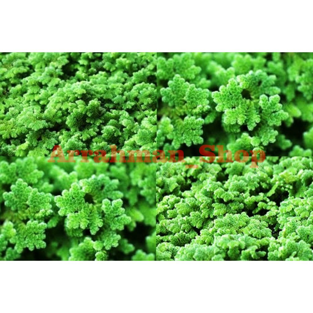 Jual BIBIT AZOLA 1KG BENIH AZOLLA - Bibit Azolla Mycrophyla Pakan Ikan ...