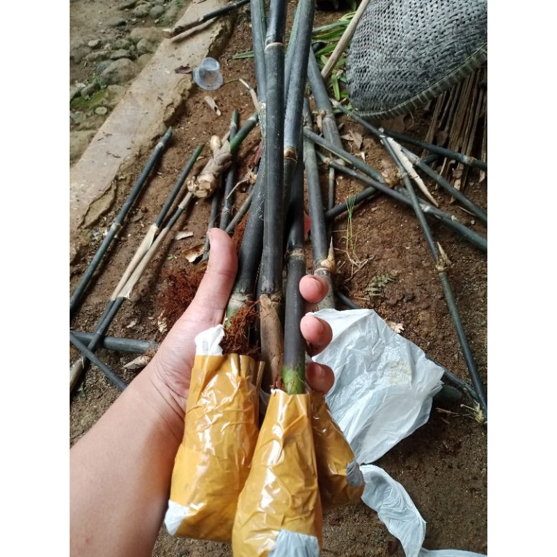 Jual Bibit Stek Bambu Hitam Asli Pilihan | Shopee Indonesia