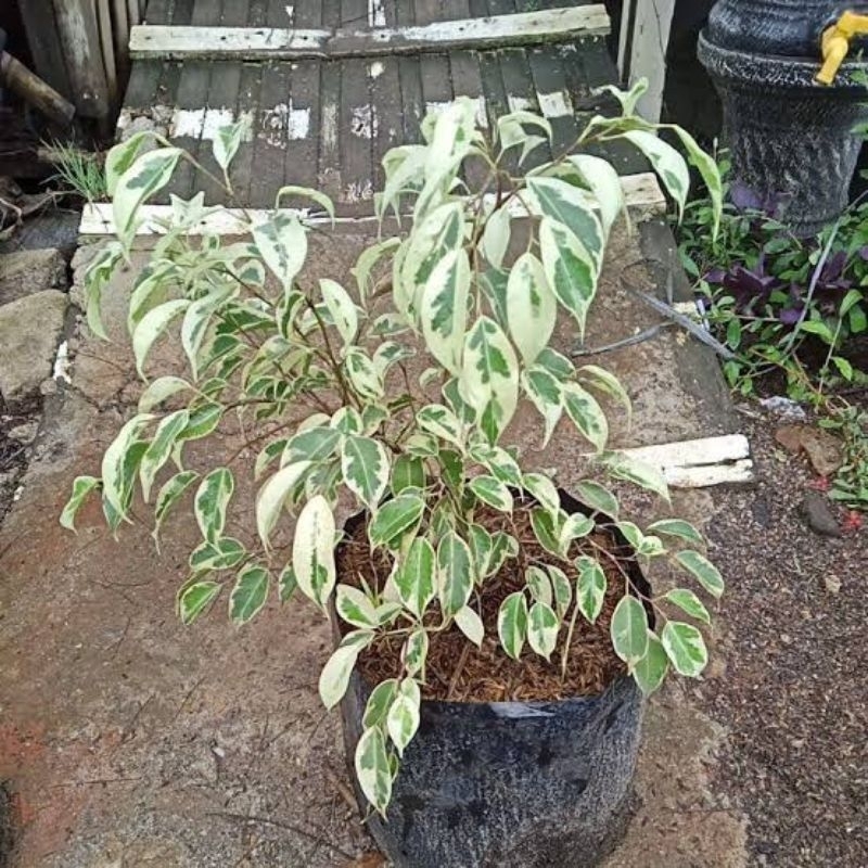 Jual Beringin Putih Tanaman Hias Beringin Putih Ficus Benjamina ...