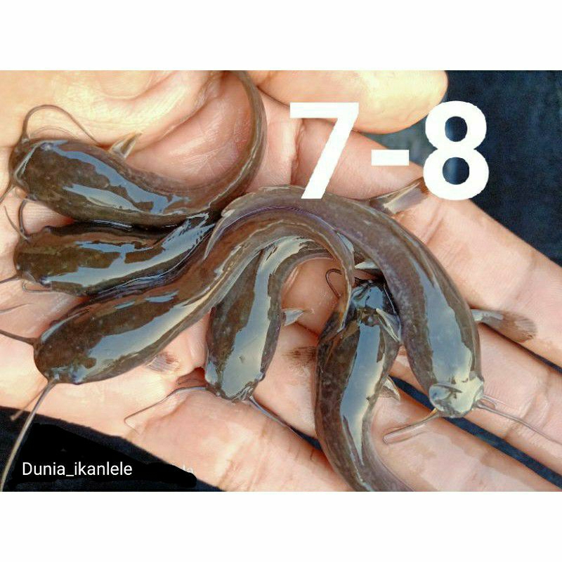 Jual Bibit Lele Mutiara Uk 7-8cm (Siap Tebar Kolam) | Shopee Indonesia
