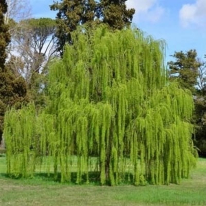 Jual Tanaman Pohon Liang Liu / Pohon Janda Merana / Salix babylonica ...