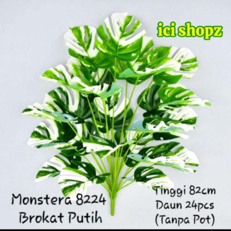 Jual Monstera Brukat Putih Tinggi 82cm 24 Daun Dan 75Cm 18 Cabang ...