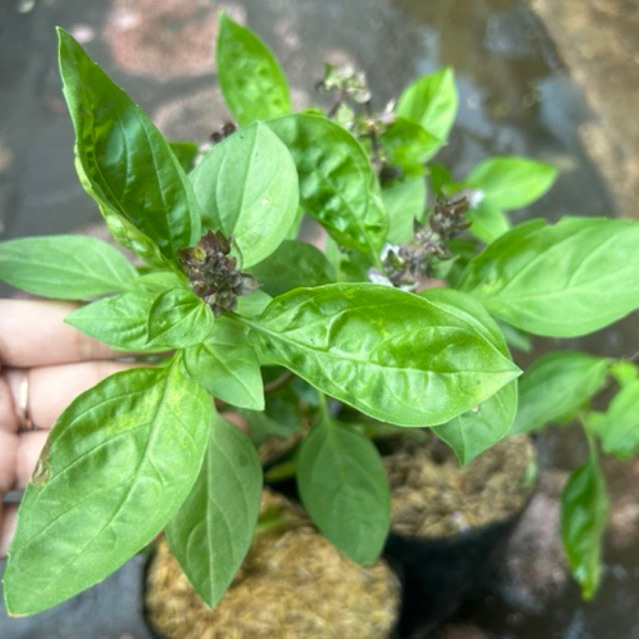 Jual DAUN BASIL / BASIL / DAUN BASIL SEGAR / THAI BASIL | Shopee Indonesia