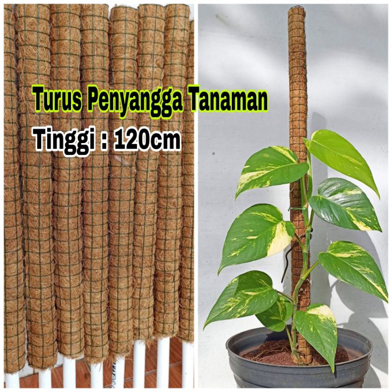 Jual Turus Penyangga Tanaman 120cm/Tiang Ajir Rambatan Tanaman Serabut ...