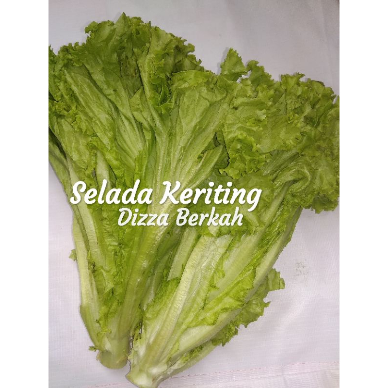 Jual SELADA KERITING/250gr/fresh/bagus/Dizza Berkah | Shopee Indonesia