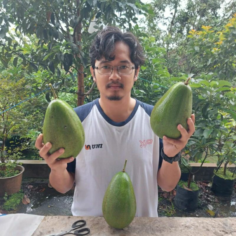 Jual Bibit Alpukat Aligator tinggi 1 meter batang besar siap berbuah ...