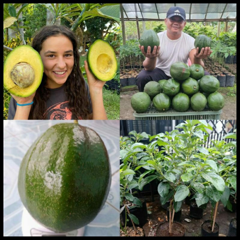 Jual Bibit Alpukat Mentega jumbo tinggi 1 meter batang besar siap ...
