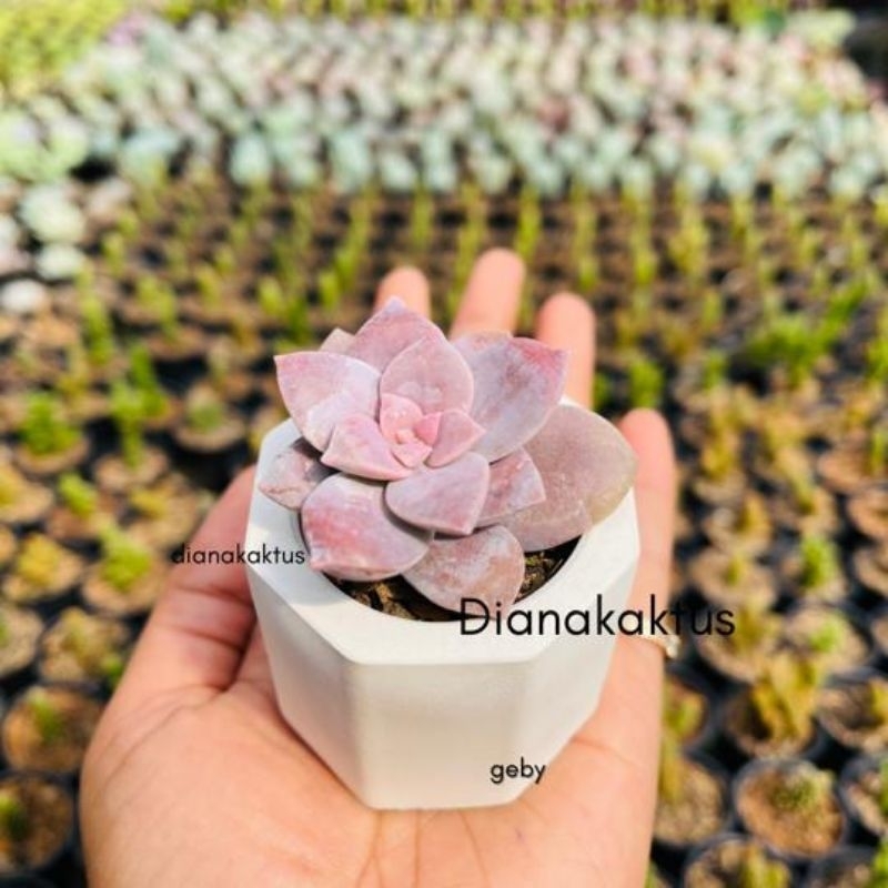 Jual kaktus sukulen mini(hidup) fullset-include tanaman,pot semen,tanah ...