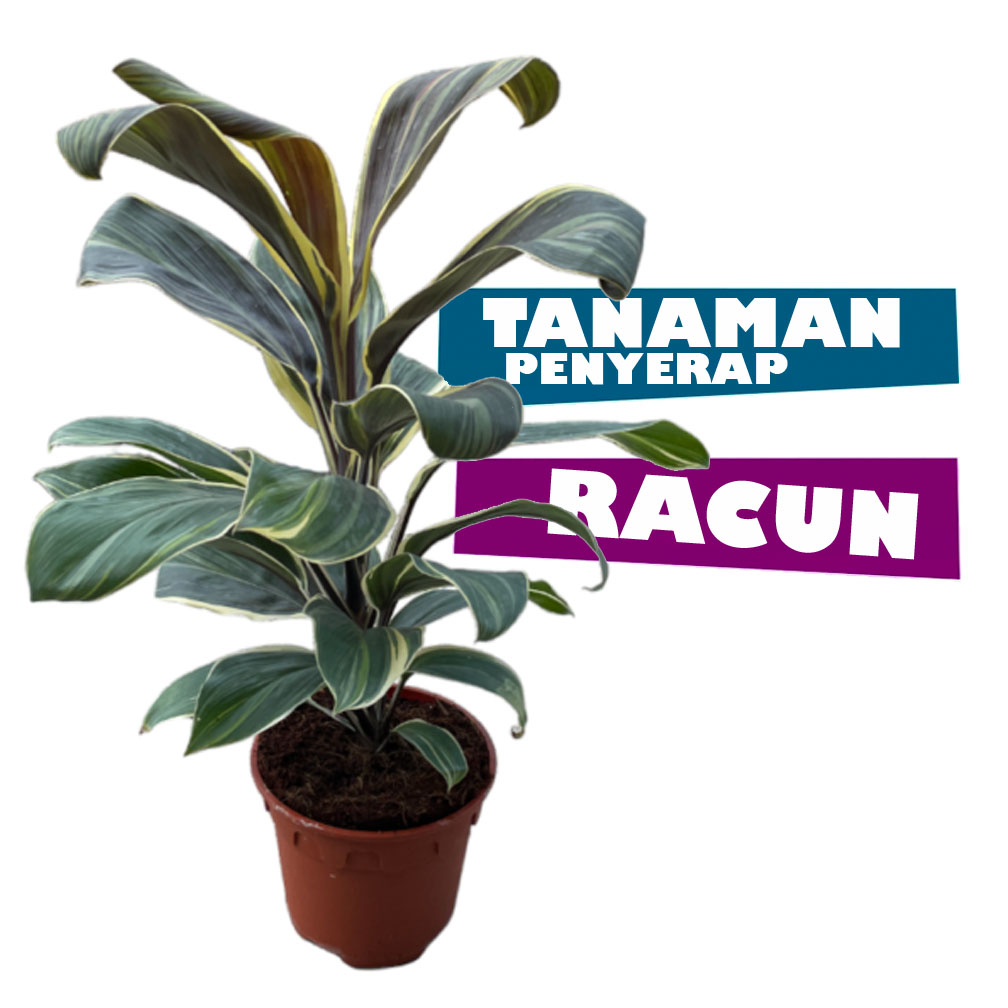 Jual Tanaman hias cordyline mocha latte - hanjuang cokelat | Shopee ...
