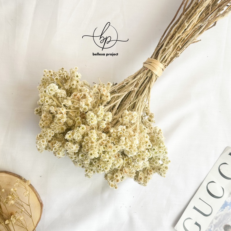 Jual (IKAT JUMBO) BUNGA EDELWElS BUDIDAYA BUNGA ABADI HIASAN RUMAH ...