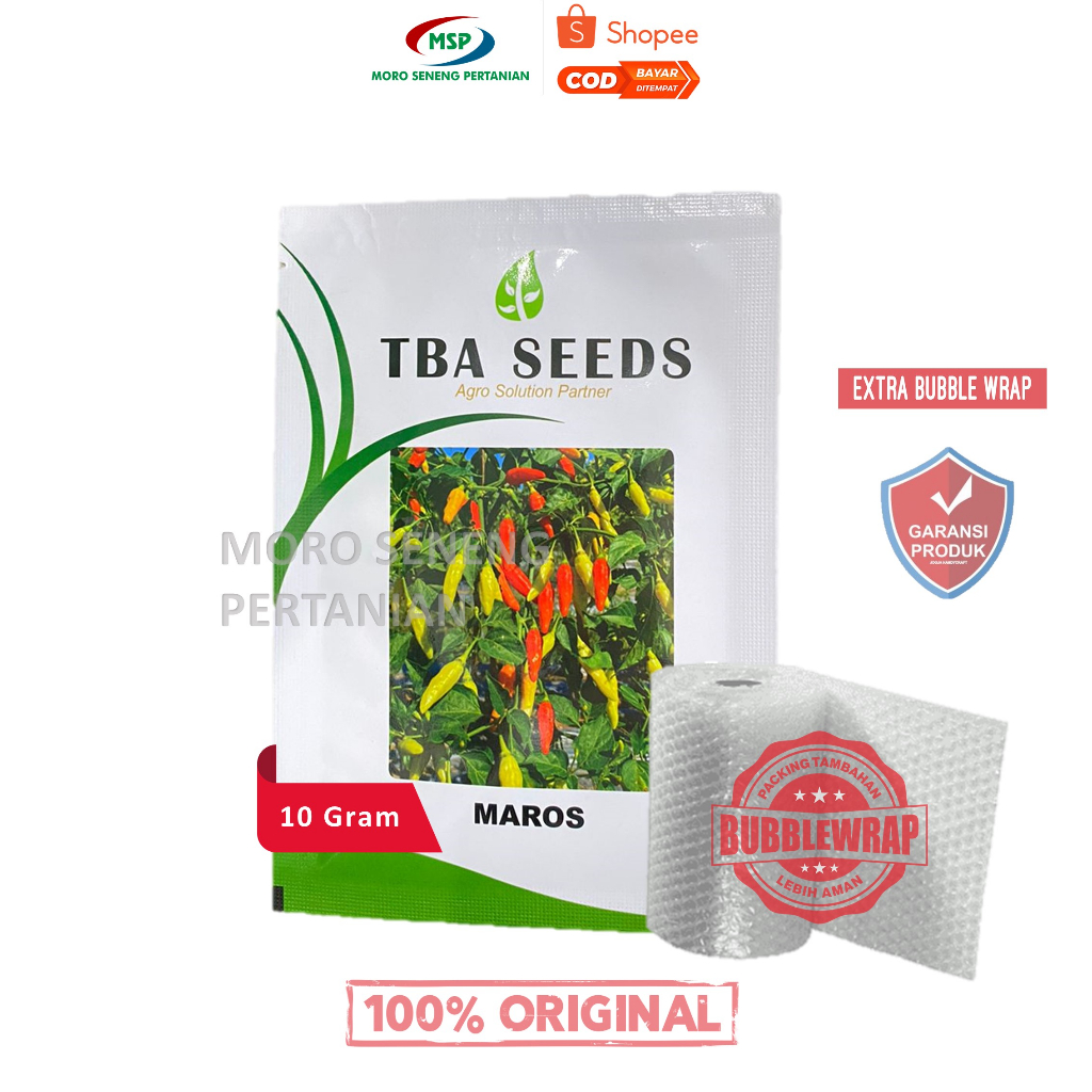 Jual BENIH CABE MAROS | Shopee Indonesia