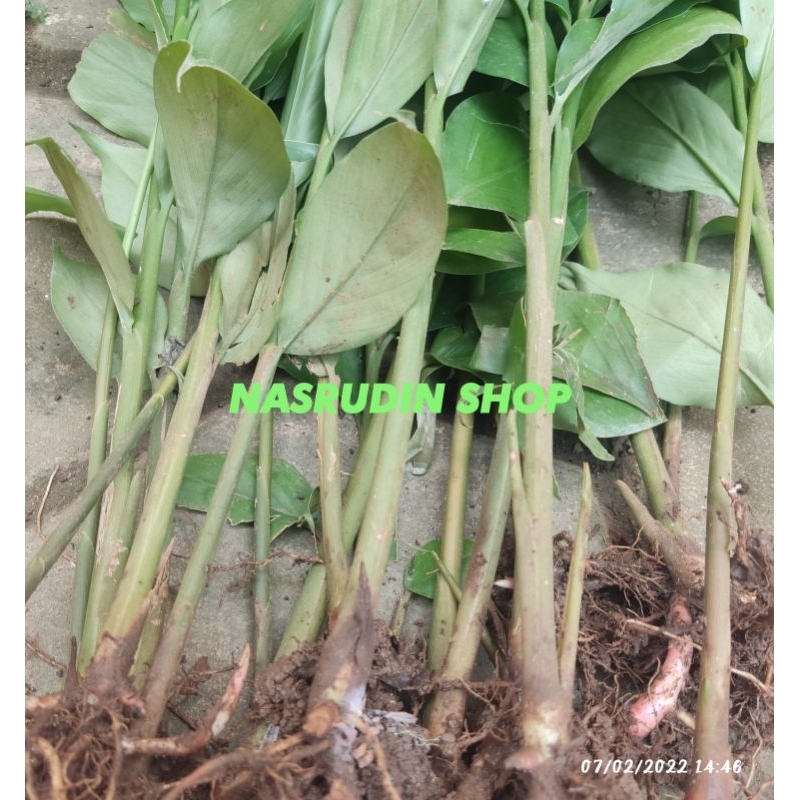 Jual BIBIT DAUN WALANG SANGIT BUMBU MASAKAN / DAUN WALANG ASLI BUMBU ...