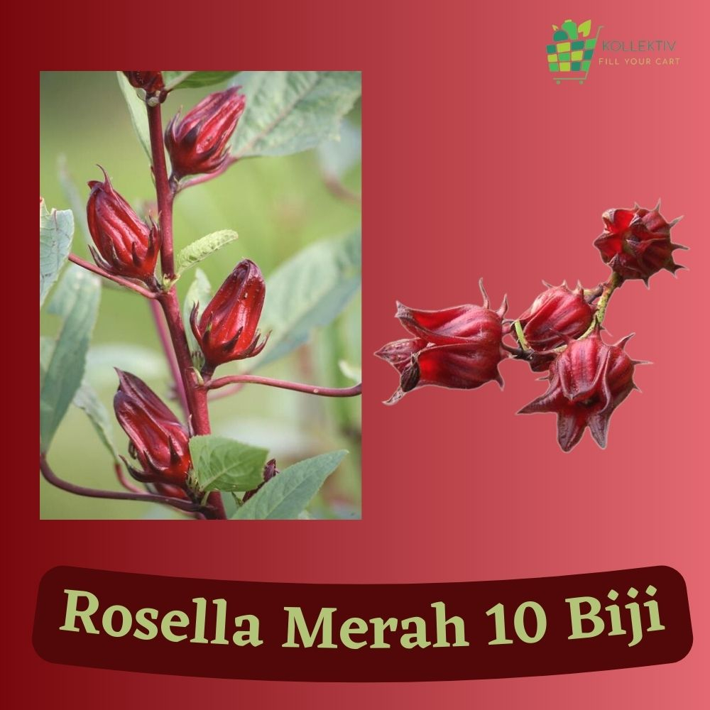 Jual Bibit Bunga Rosella Merah / Benih Bunga | Shopee Indonesia