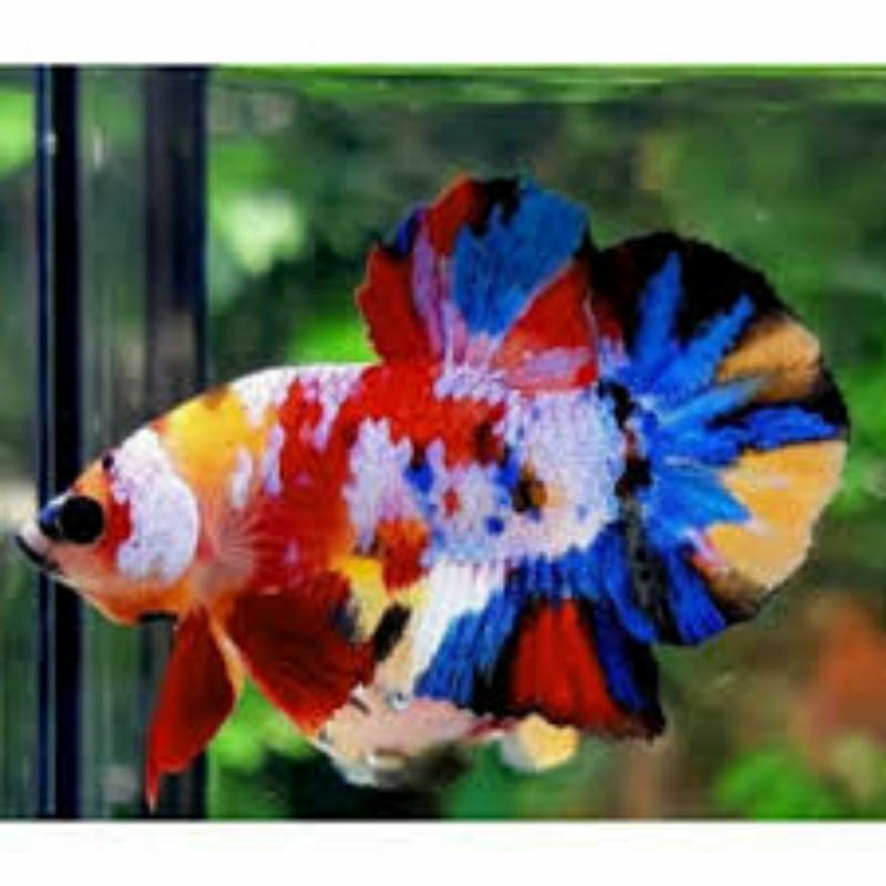 Jual cupang multi male hiasan aquarium | Shopee Indonesia