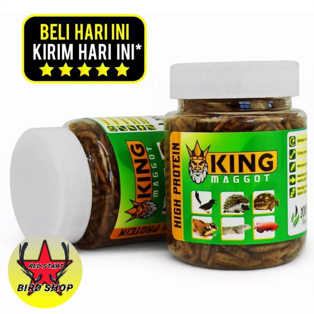 Jual KING MAGGOT BSF SUPER MAGOT MAGGOT KERING DRY FRESH MAGOT PAKAN ...