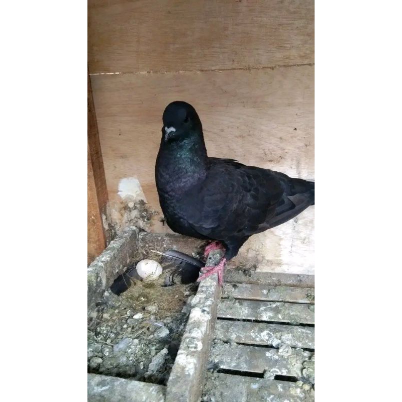 Jual Telur merpati balap fertil | Shopee Indonesia