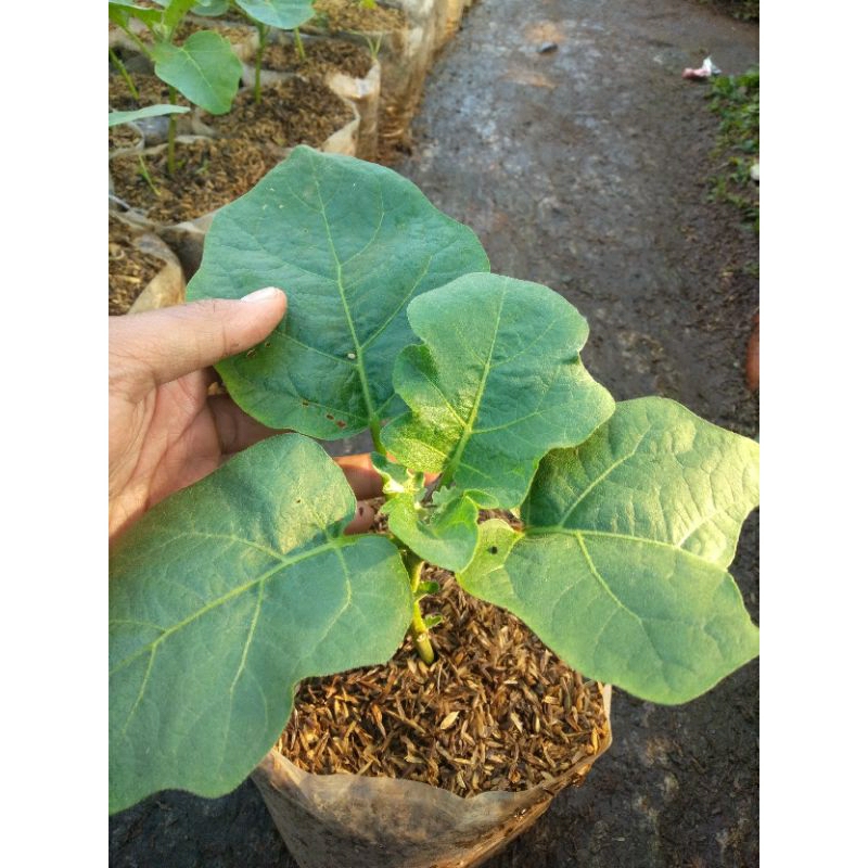 Jual Tanaman sayur terong hijau bulat/terong lalapan | Shopee Indonesia