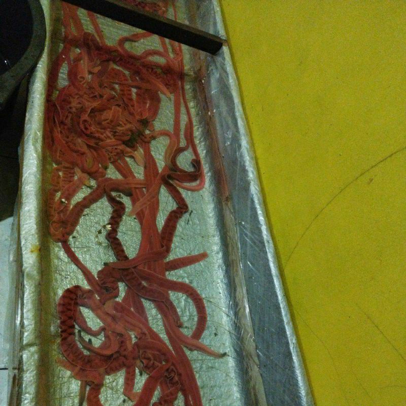 Jual BEST SELLER CACING KLELET UKURAN SUPER BESAR | Shopee Indonesia