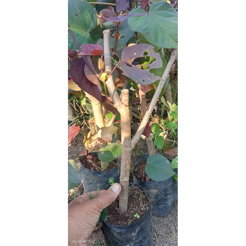 Jual waru merah(super red) | Shopee Indonesia