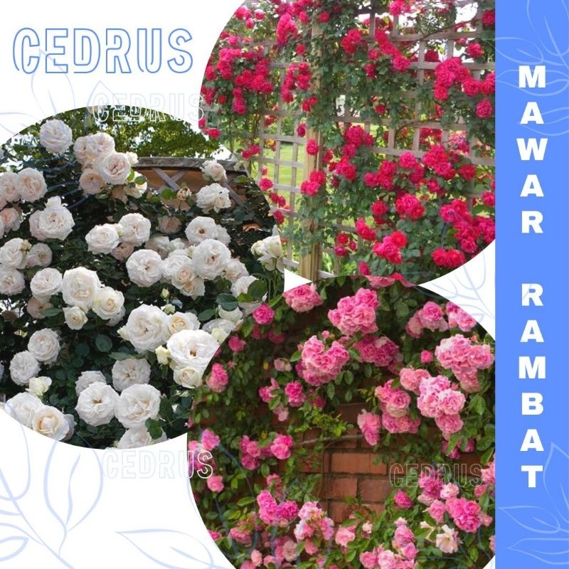 Jual Benih MAWAR RAMBAT - Biji Bunga Climbing Rose | Shopee Indonesia