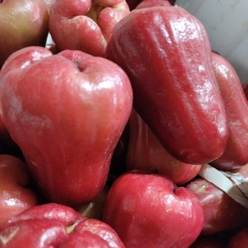 Jual Jambu Air Citra (500g) | Shopee Indonesia