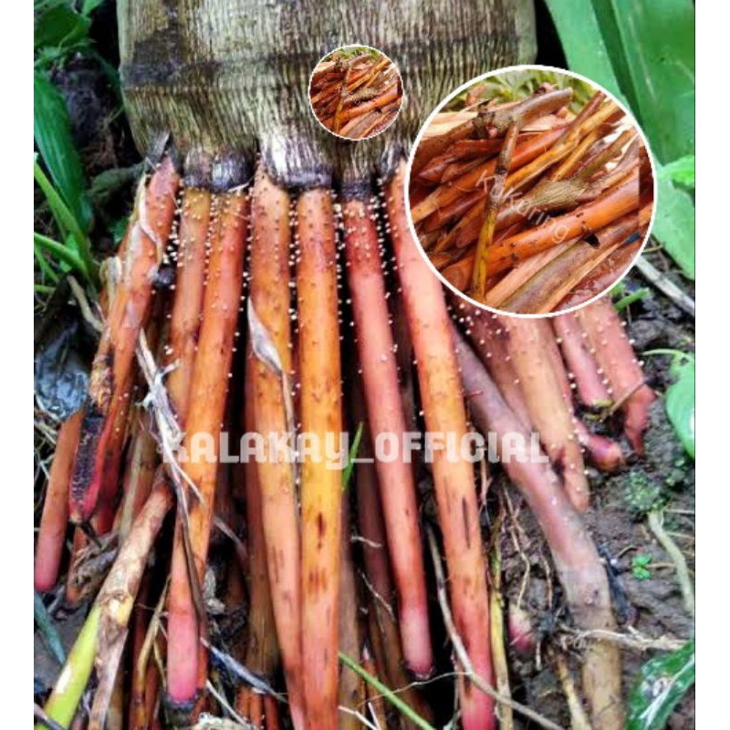 Jual Akar Pinang Muda Segar 1kg / Akar Pohon Pinang Jambe Obat ...