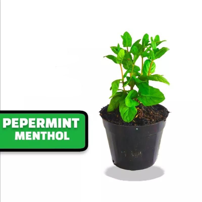 Jual TANAMAN PEPERMINT MENTHOL DAUN MENTOL | Shopee Indonesia