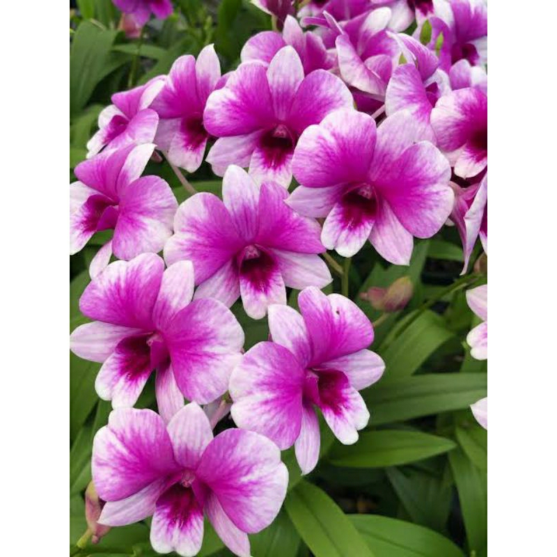 Jual Dendrobium Yaya Victoria, Anggrek Dendrobium Yaya Victoria ...