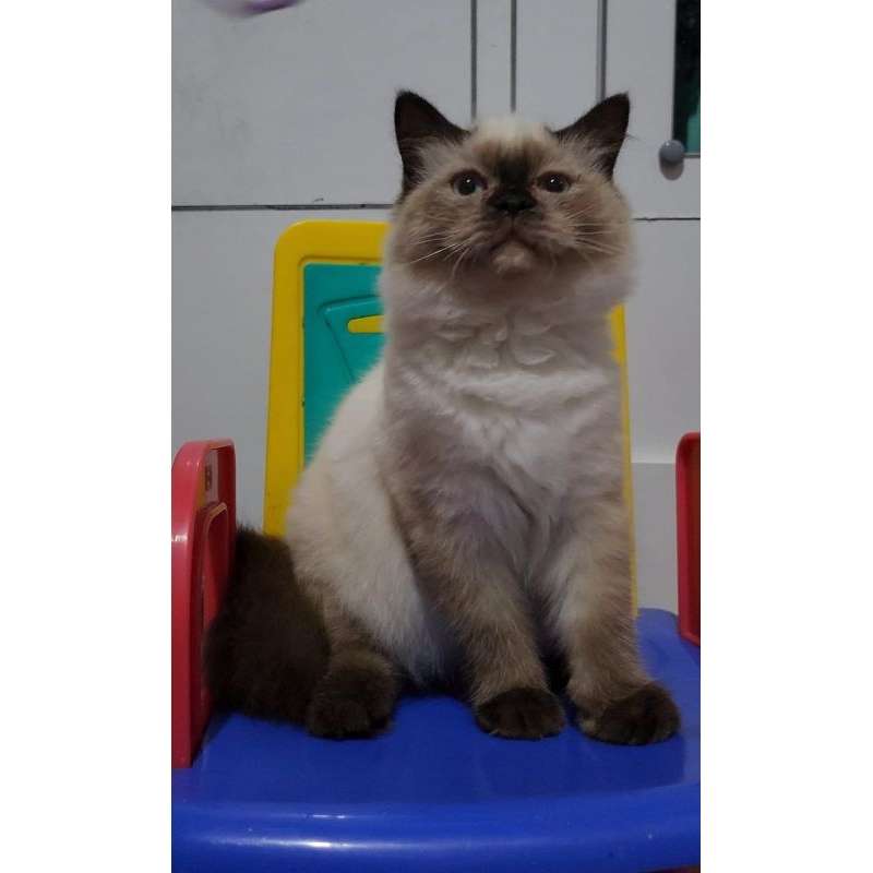Jual KUCING KITTEN HIMALAYA CEMONG | Shopee Indonesia