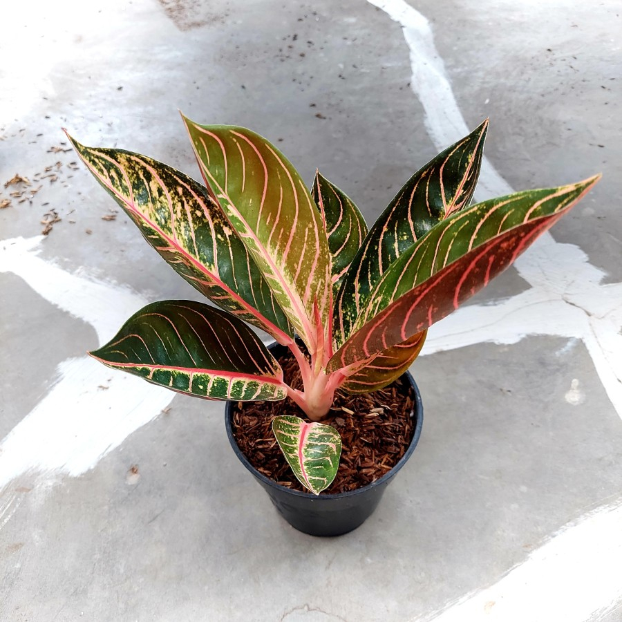 Jual Plantjalu Bibit Tanaman Hias Aglonema Red Sumatra Aglaonema Rimbun ...