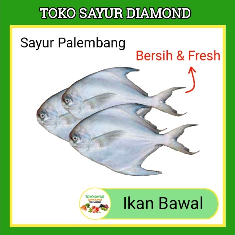 Jual Ikan Bawal Laut - Fresh Palembang | Shopee Indonesia