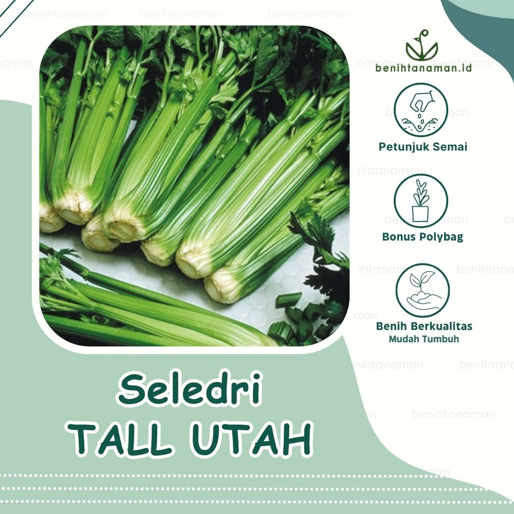 Jual 150 Biji - Benih Seledri Tall Utah, Seledri Batang Besar | Shopee ...