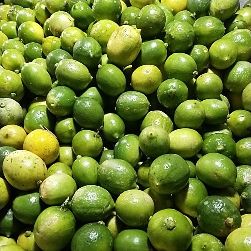 Jual LEMON LOKAL SEGAR | Shopee Indonesia