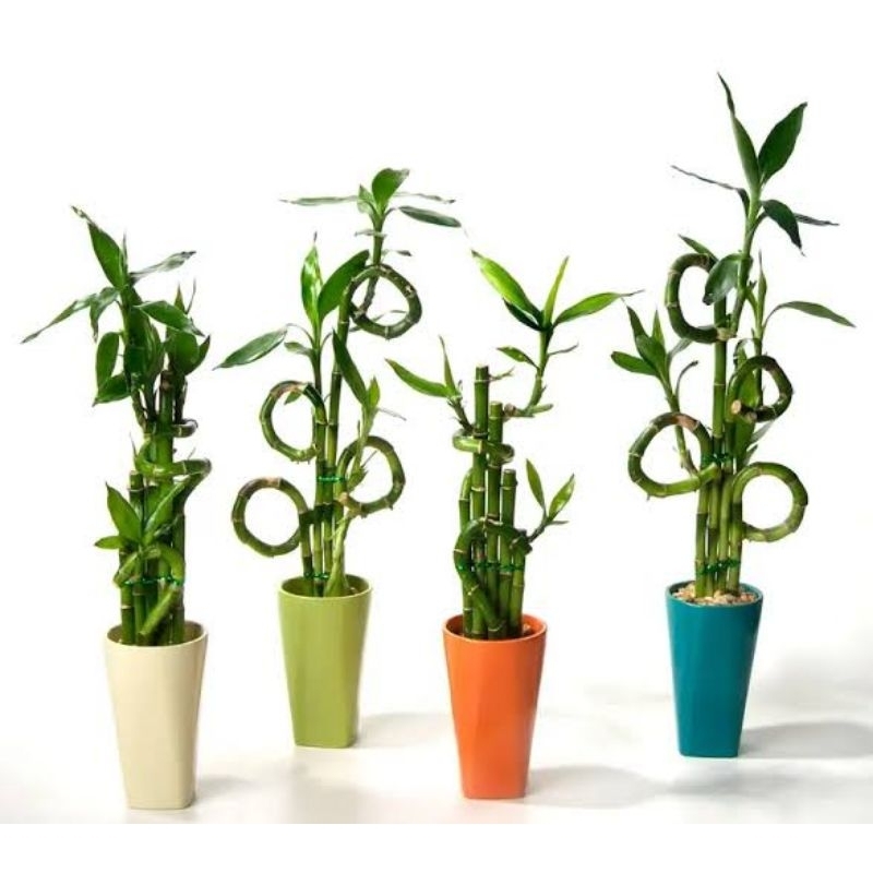 Jual Tanaman bambu air unik / Pohon hidup bambu air berbentul unik ...